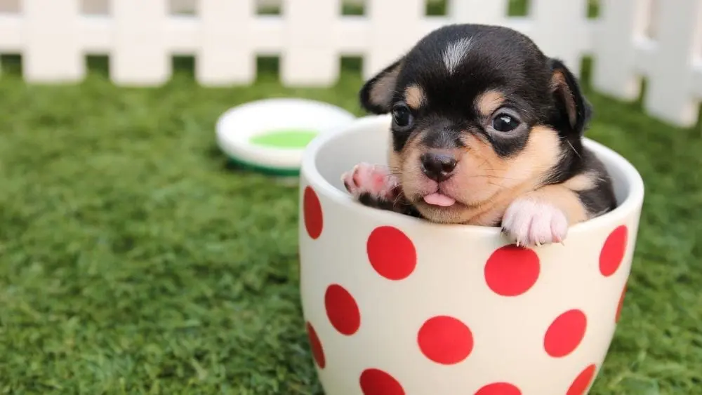 Tips for Bringing Home a New Puppy - NewHomeSource