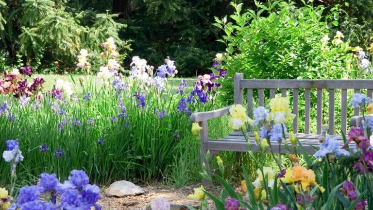 Beginner's Guide to Planting a Flower Garden - NewHomeSource