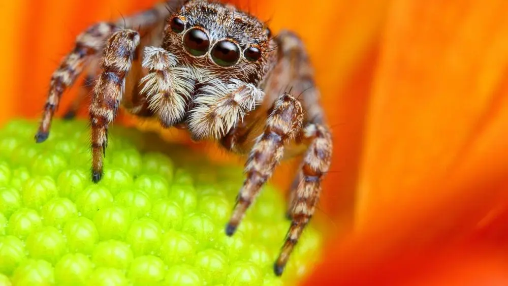 Good Pests & Bad Bugs: 9 Common Critters That You Should Know About ...