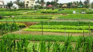 How to Grow Your Own Food: 8 Tips to Get Started on Backyard Gardening ...