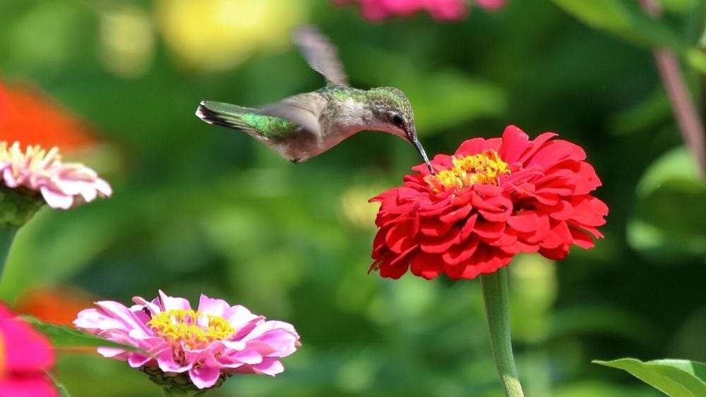 Beginner's Guide to Planting a Flower Garden - NewHomeSource.com