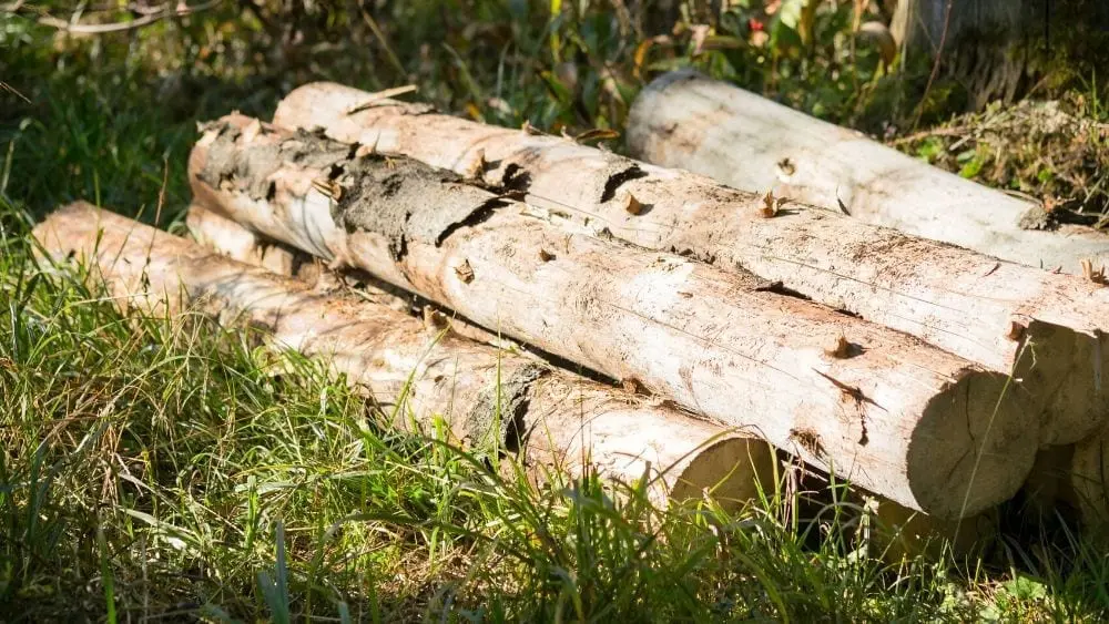 How to Create the Perfect Rural Art Studio - NewHomeSource.com