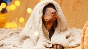 Plan for the First Night in Your New Home - NewHomeSource