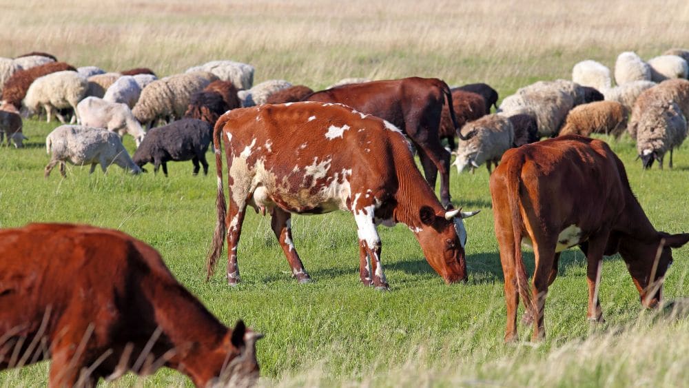 How to Prepare for Raising Farm Animals - NewHomeSource