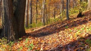 The 10 Best State Parks in Illinois - NewHomeSource