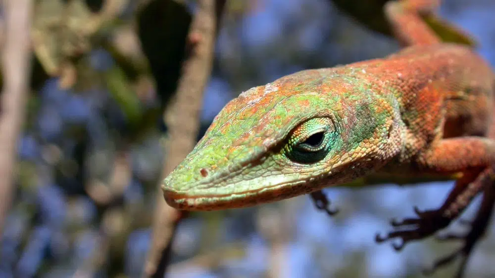 Moving With Reptiles: What You Need to Know - NewHomeSource.com